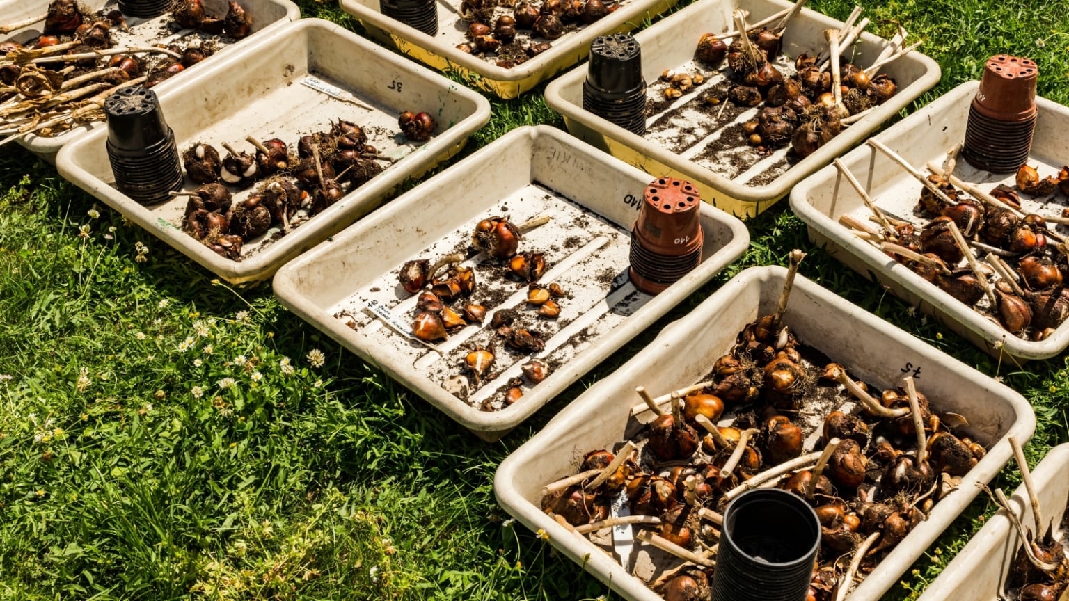 What to Do With Indoor Flowering Bulbs After They Bloom