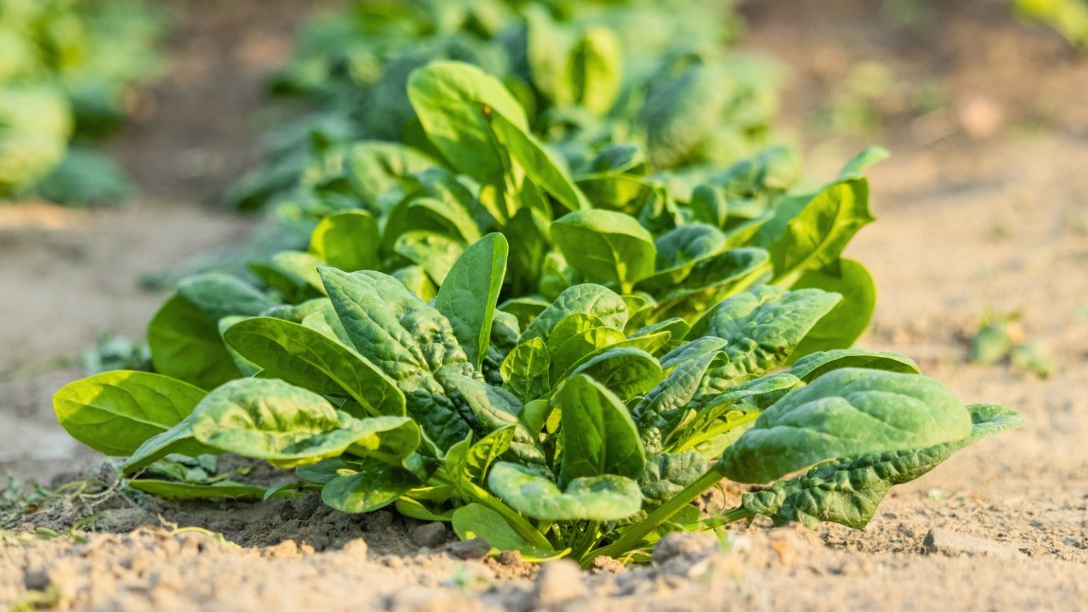 40 Types of Spinach For Your Garden