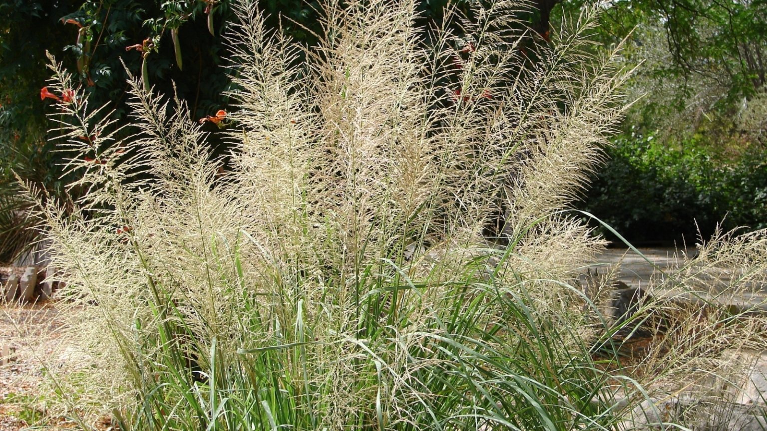 15 Evergreen Grasses for Your Landscape