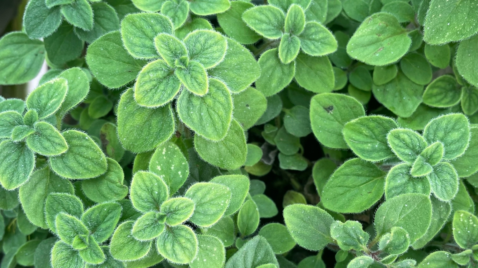 How to Grow Oregano Indoors: 9 Tips to Try