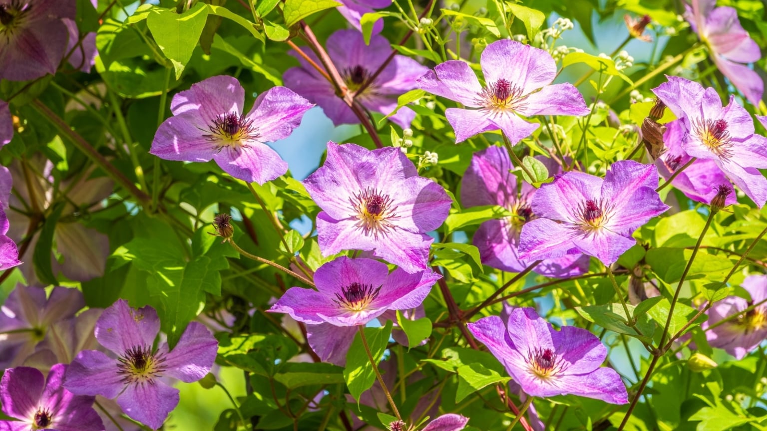 How to Prune Clematis Vines: 7 Pro Tips