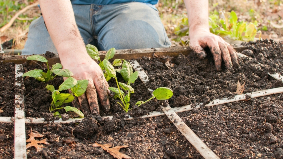 13 Tips to Prepare Your Soil Before Spring Planting