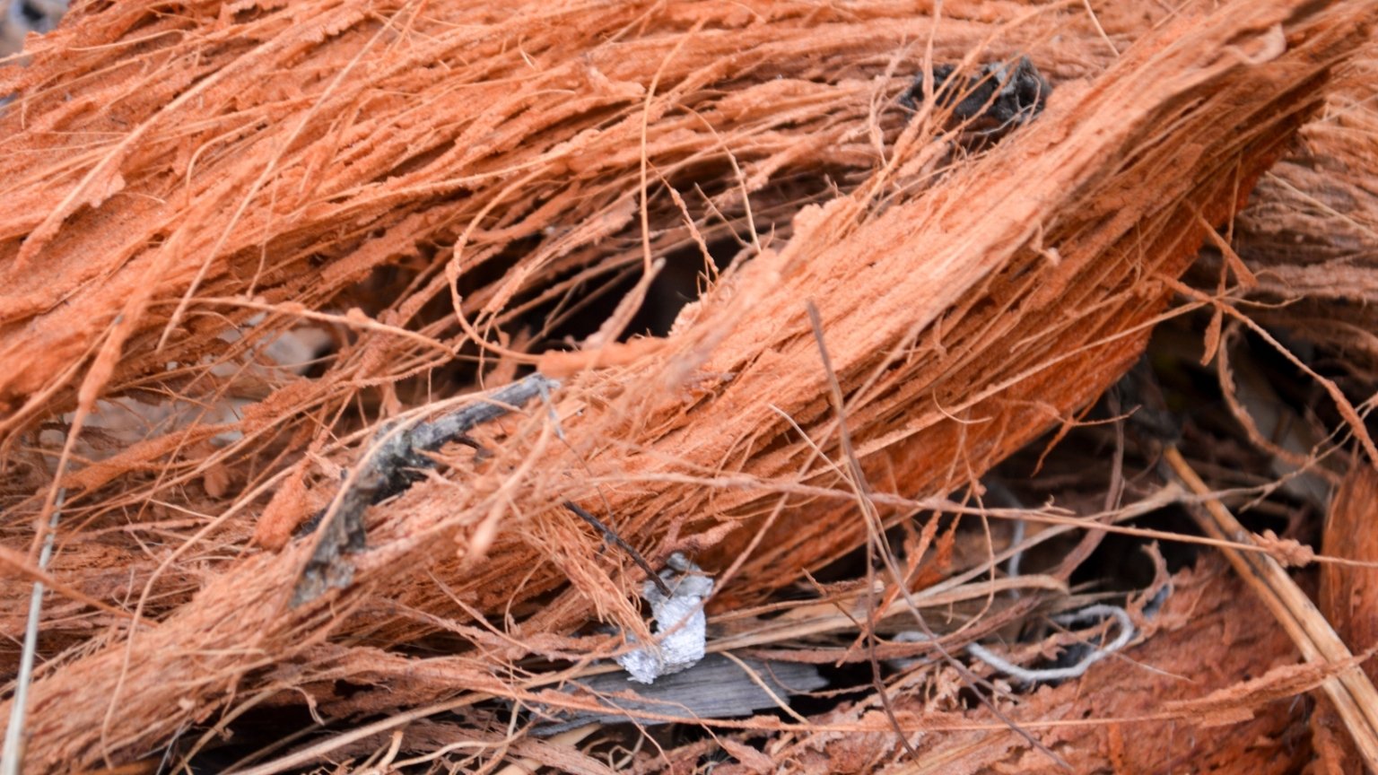 13 Pros and Cons of Coconut Coir Mulch