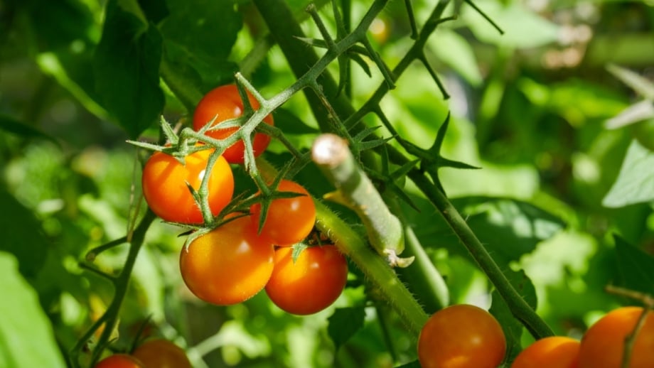 The Hardening Off Schedule That Guarantees Strong Tomato Plants