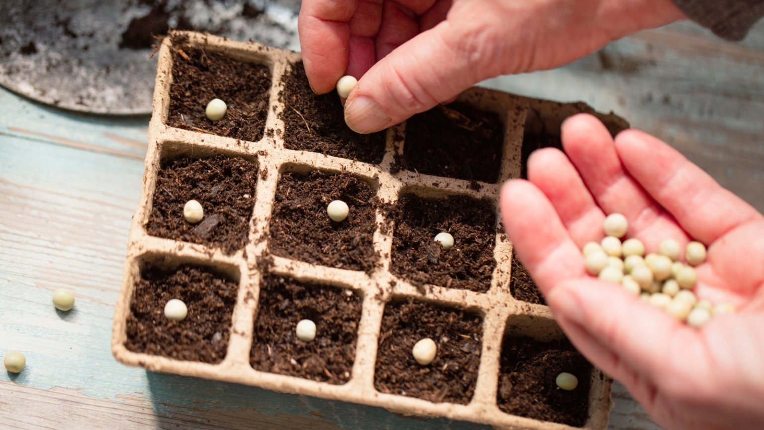 How Soaking Seeds Impacts Germination
