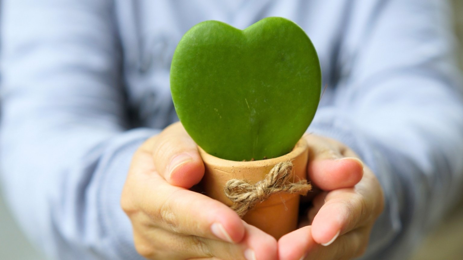 15 Unexpected Plants to Give this Valentine's Day