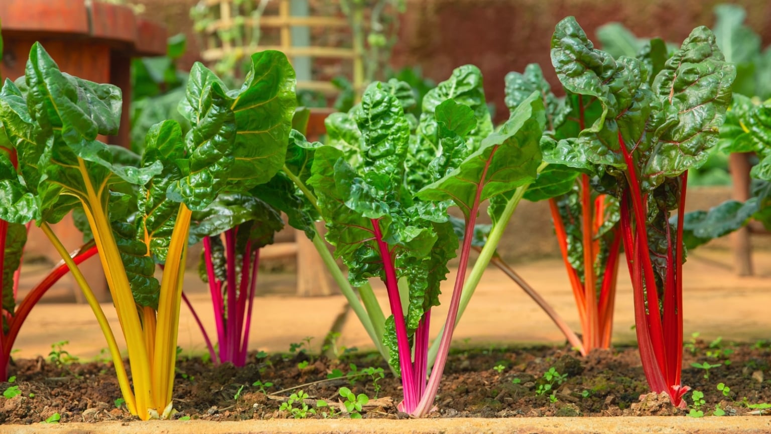 13 Vegetables to Direct Sow in August for Fall Harvest
