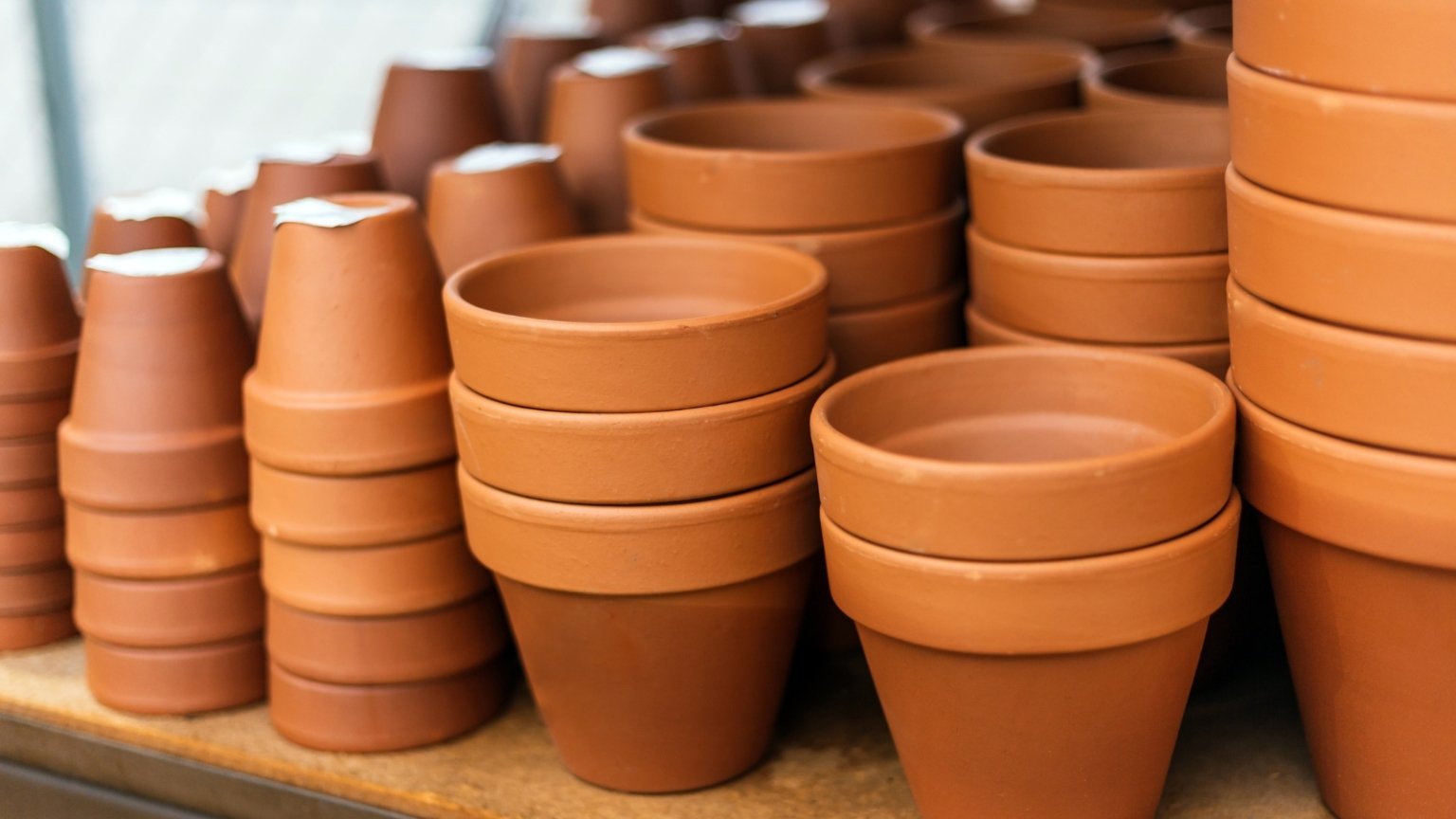 11 Tips For Growing Allium in Pots or Containers