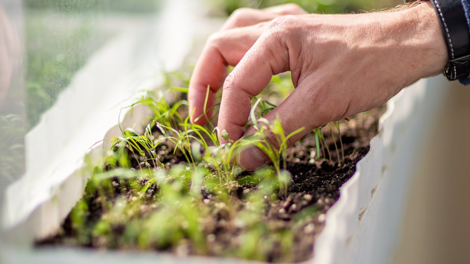 When and How to Start Dill Seeds Indoors