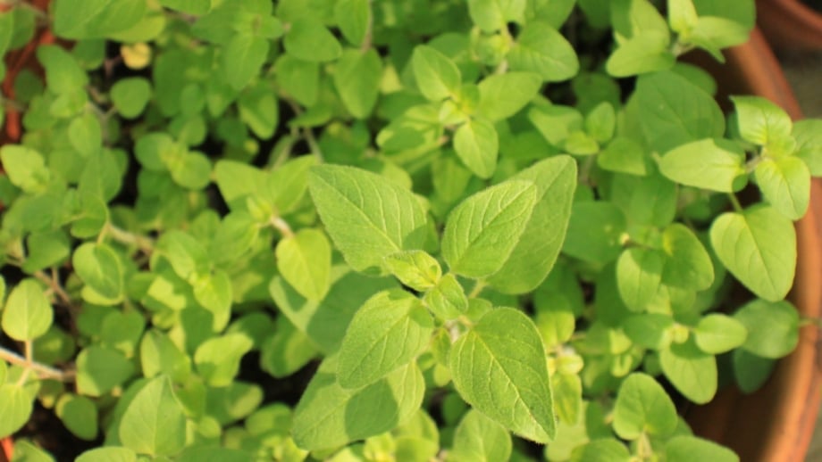 How to Grow Oregano Indoors: 9 Tips to Try