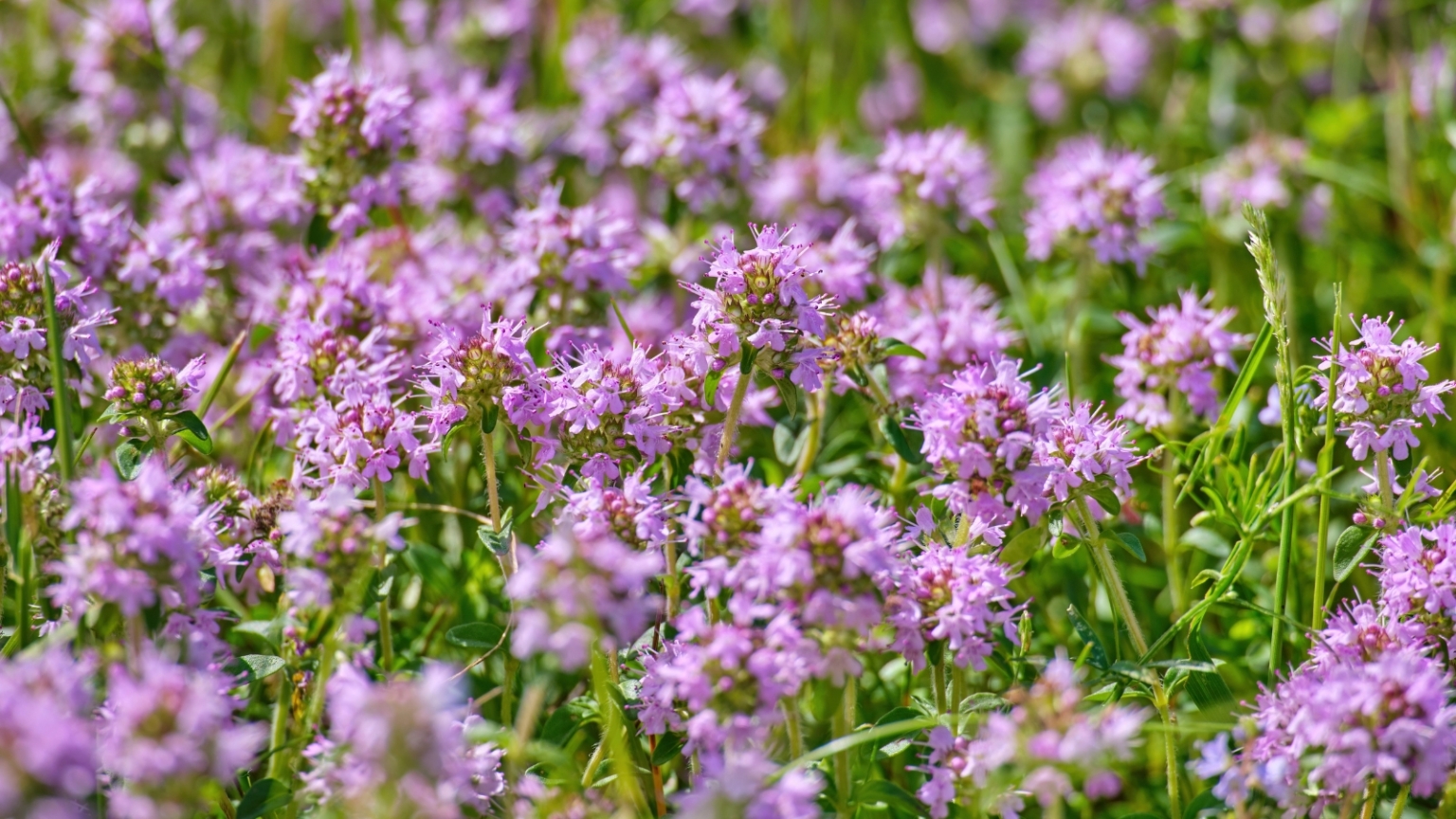 17 Easy-to-Grow Plants to Replace Your Lawn