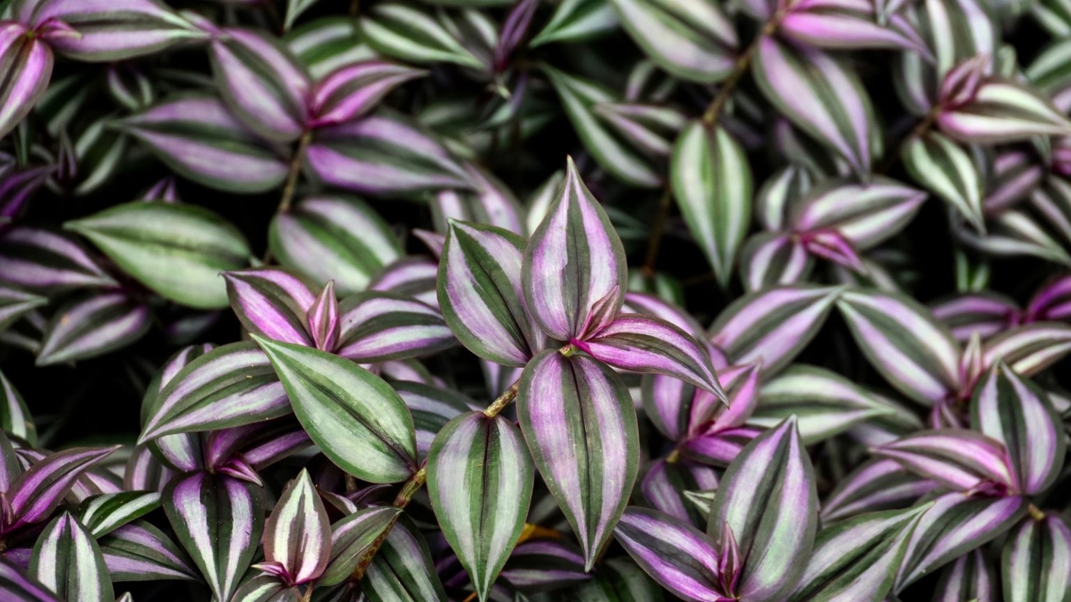 How To Prune Tradescantia Zebrina (Wandering Dude) For Lush, Bushy Growth