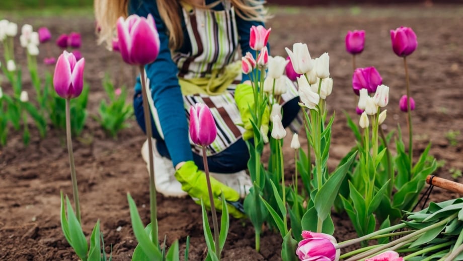 How to Plant Potted Tulips In the Ground: 11 Tips for Success - Epic ...
