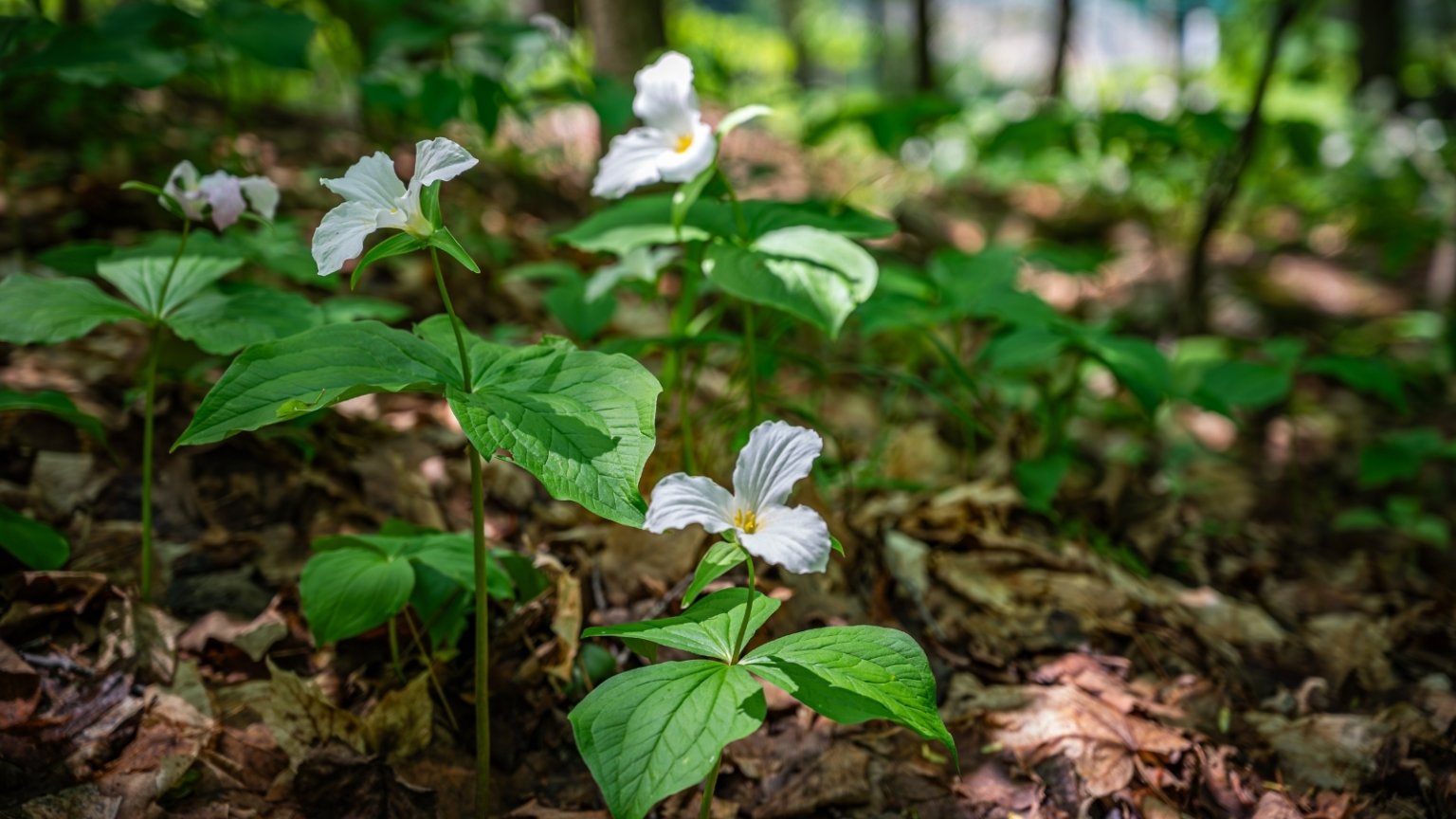 17 Spring Ephemeral Wildflowers Native to the Northeast