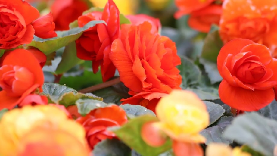15 Tips For Growing Beautiful Begonias in Pots or Containers