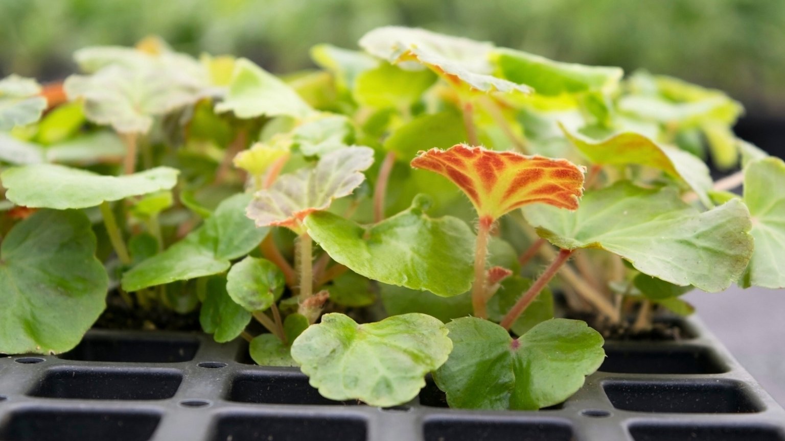 How to Plant, Grow, and Care for Tuberous Begonias