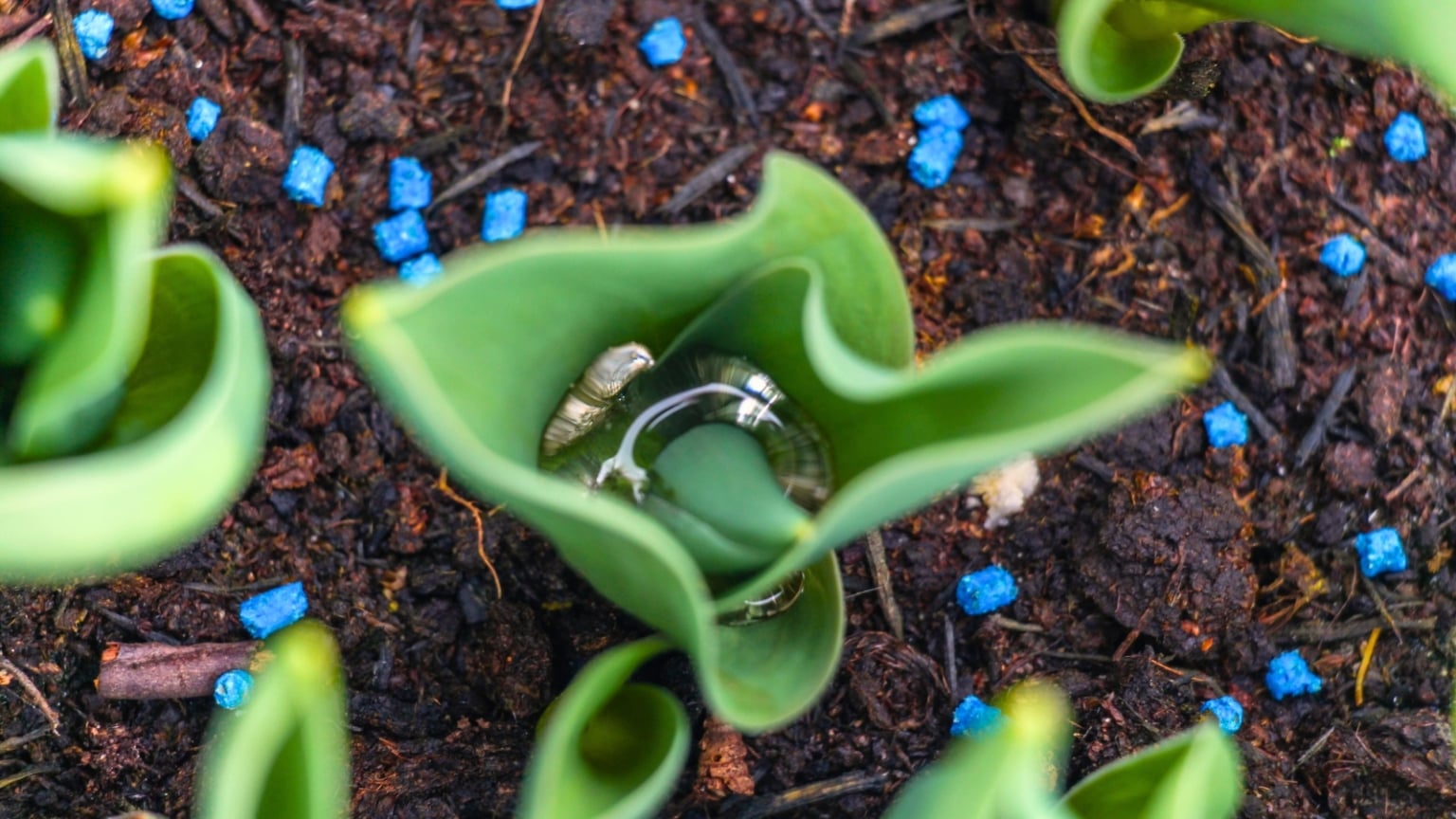 When and How to Fertilize Tulips for Bright Spring Blooms