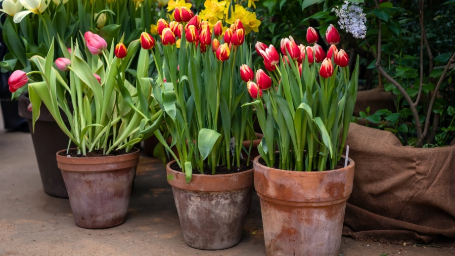 When and How to Fertilize Tulips for Bright Spring Blooms