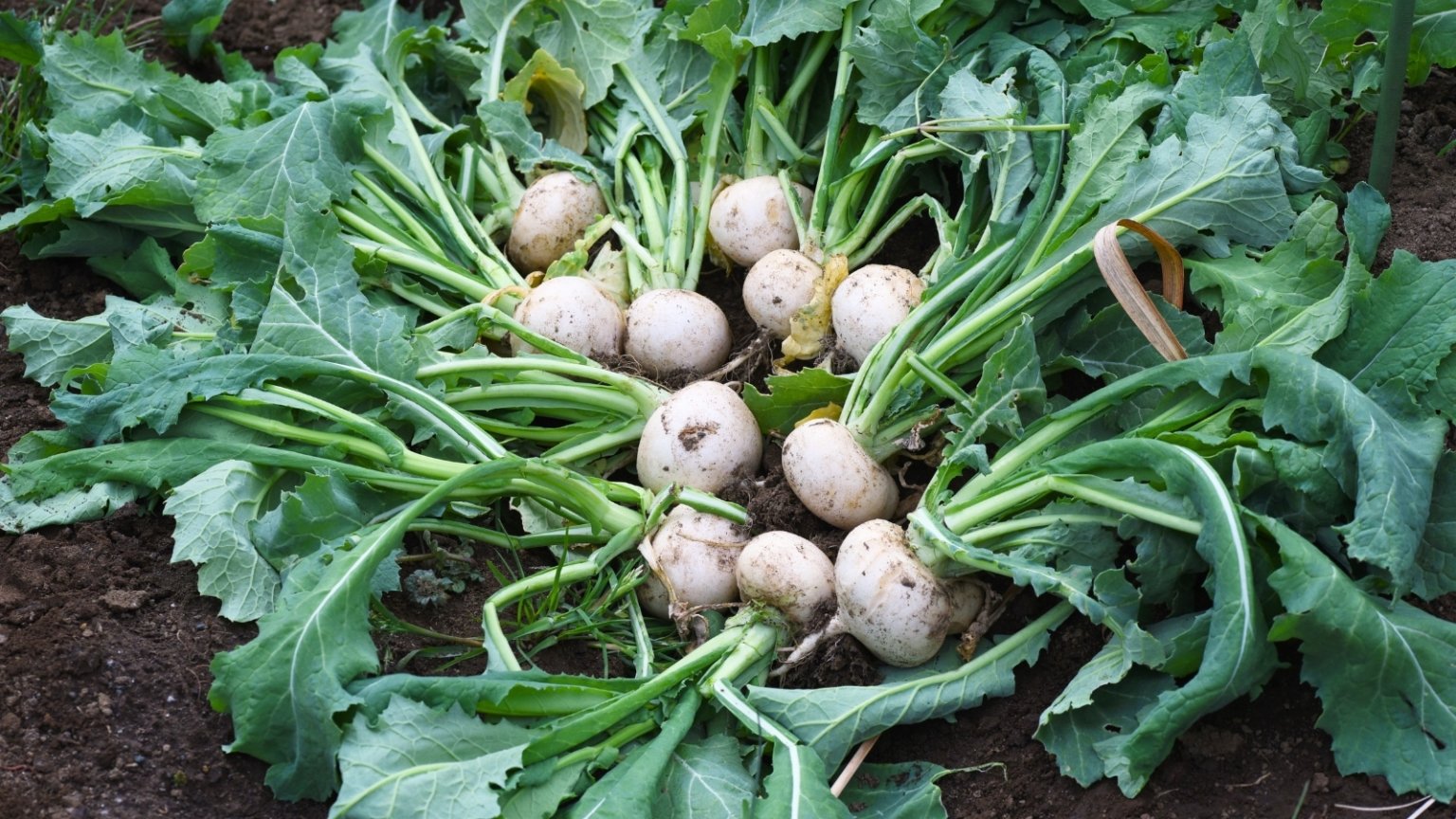 11 Underrated Crops You Should Plant In March
