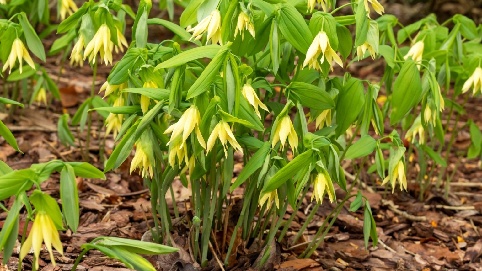 17 Spring Ephemeral Wildflowers Native to the Northeast