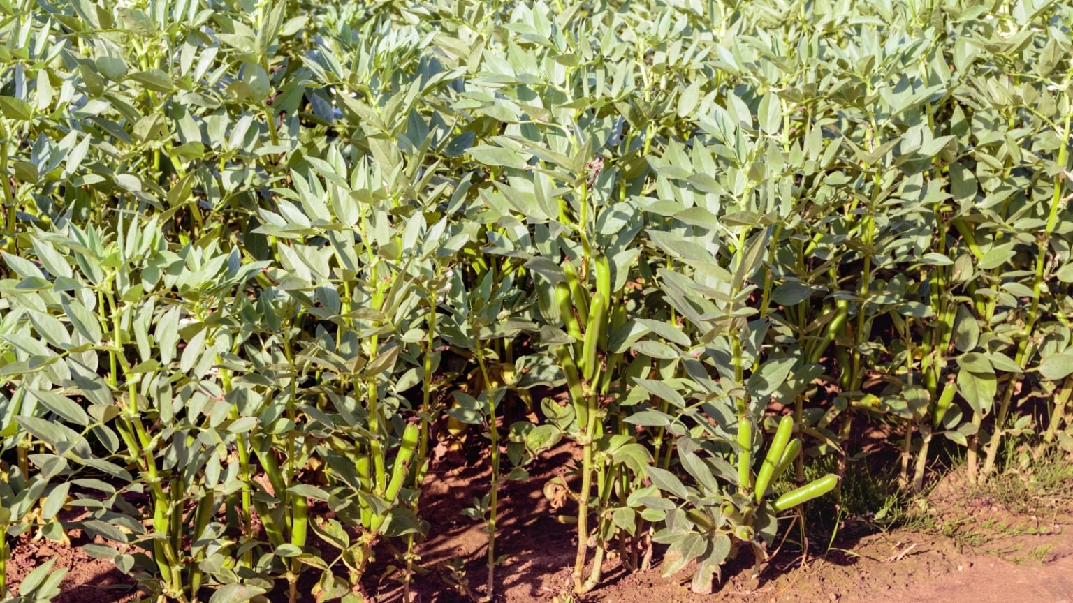 How to Plant, Grow, and Care for Fava Beans