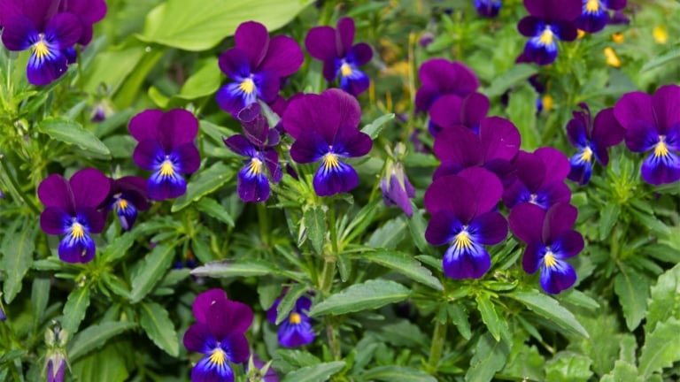 21 Heirloom Flower Seeds to Sow in March