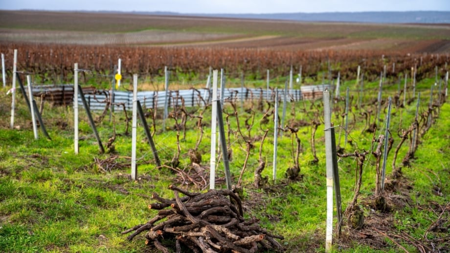 How and When to Prune Grapevines for Healthy New Growth