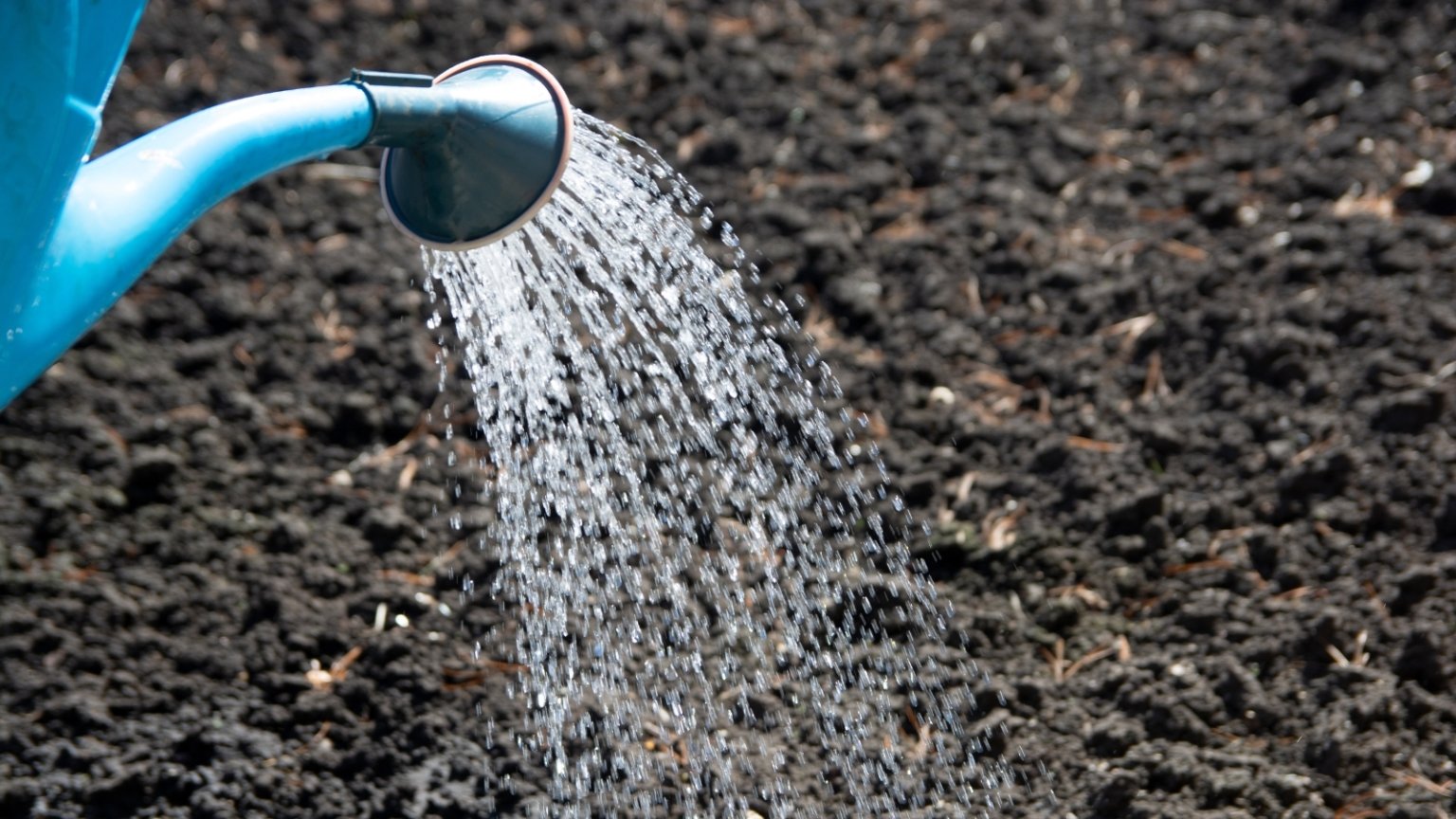 How to Plant, Grow, and Care for Star Magnolia Trees