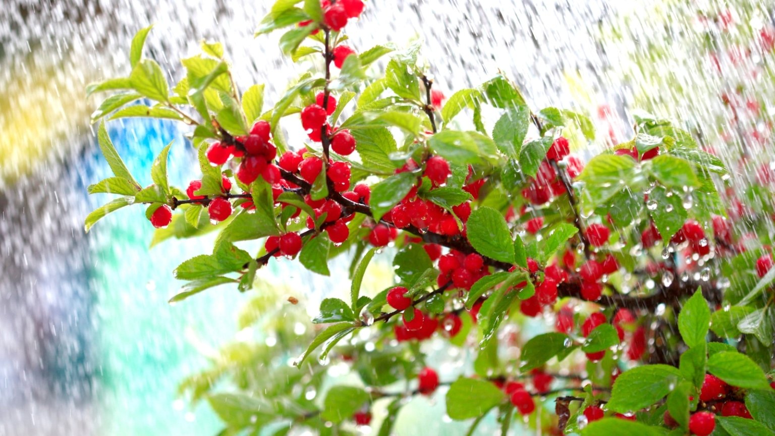 How to Plant, Grow, and Care for Nanking Cherry Bushes