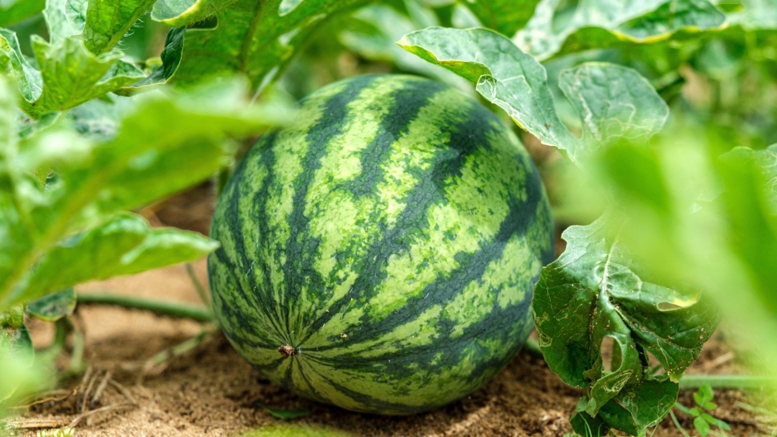 31 Best Watermelon Varieties You Should Grow This Season