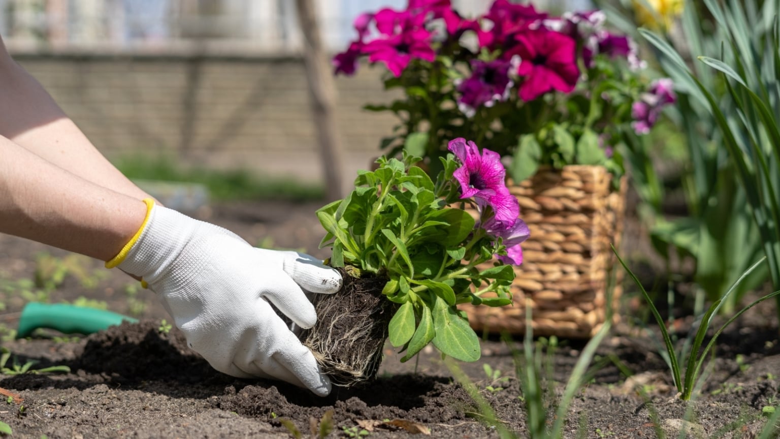 How to Grow Petunias From Seed: 9 Expert Tips