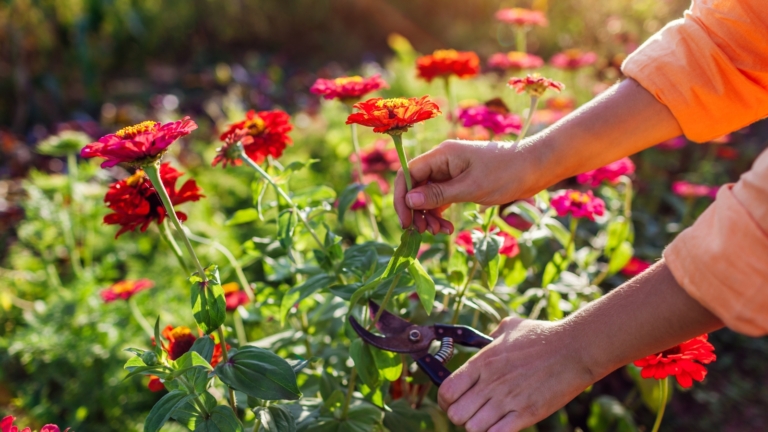 How to Grow Zinnias from Seed: A Beginner's Guide