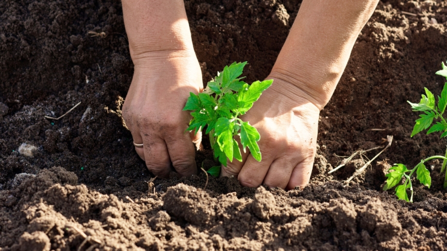 Growing Tomatoes Organically: 11 Tips For Thriving Plants