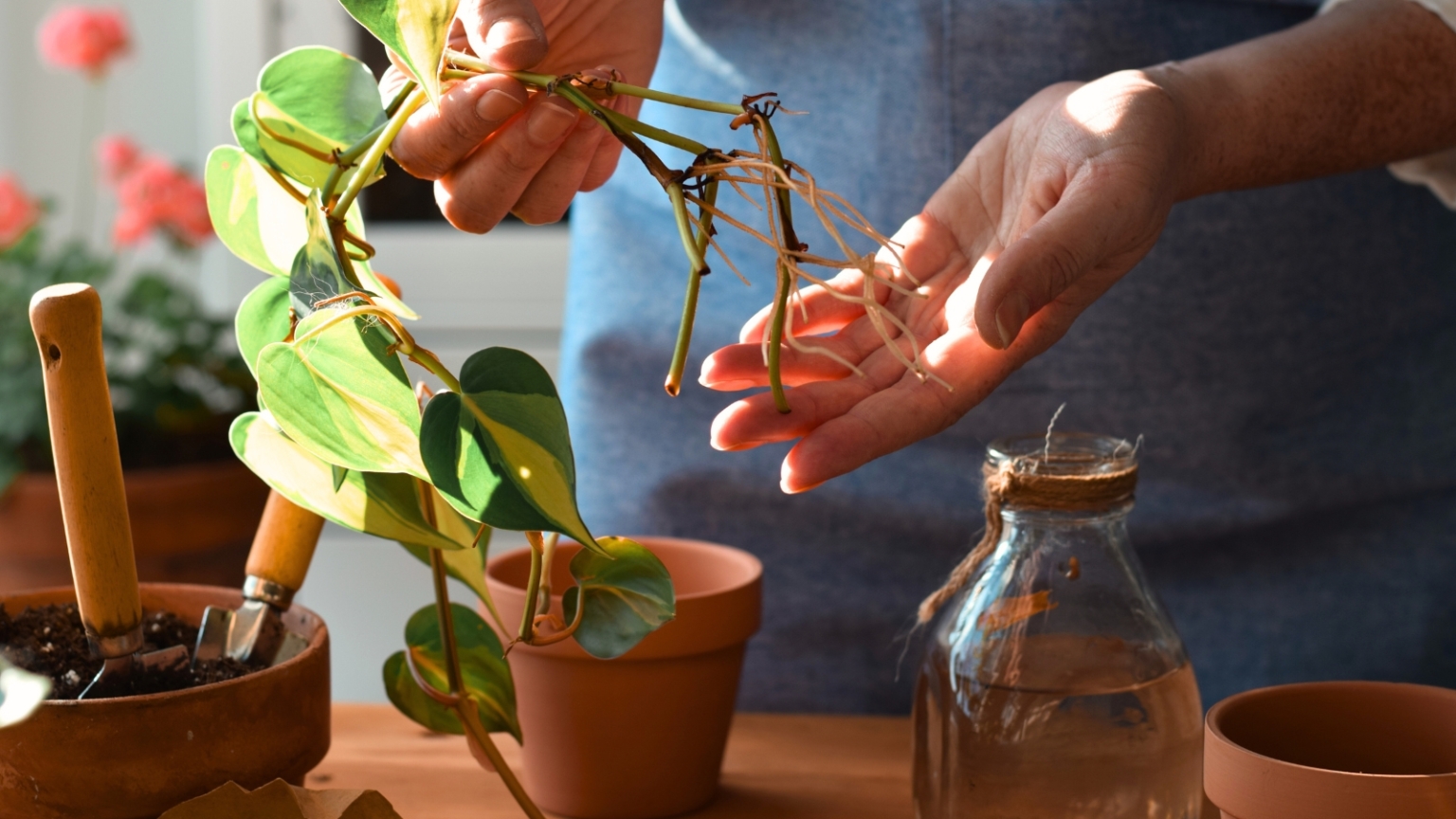 15 Gardening Tasks to Do in February: Tips for Your Zone