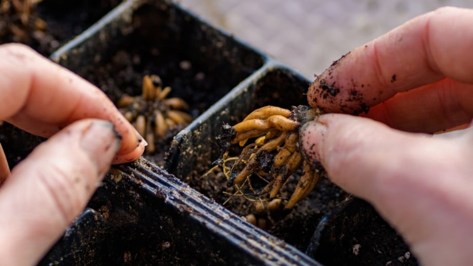 Growing Ranunculus From Corms: 9 Pro Tips and Tricks