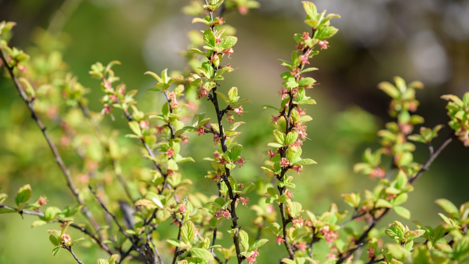How to Plant, Grow, and Care for Nanking Cherry Bushes
