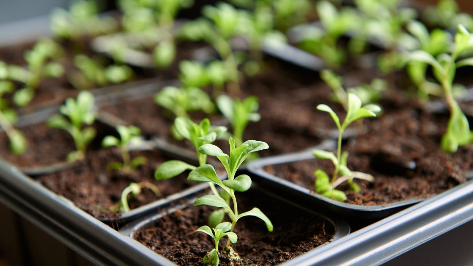 How to "Brush" Your Seedlings For Stronger Stems