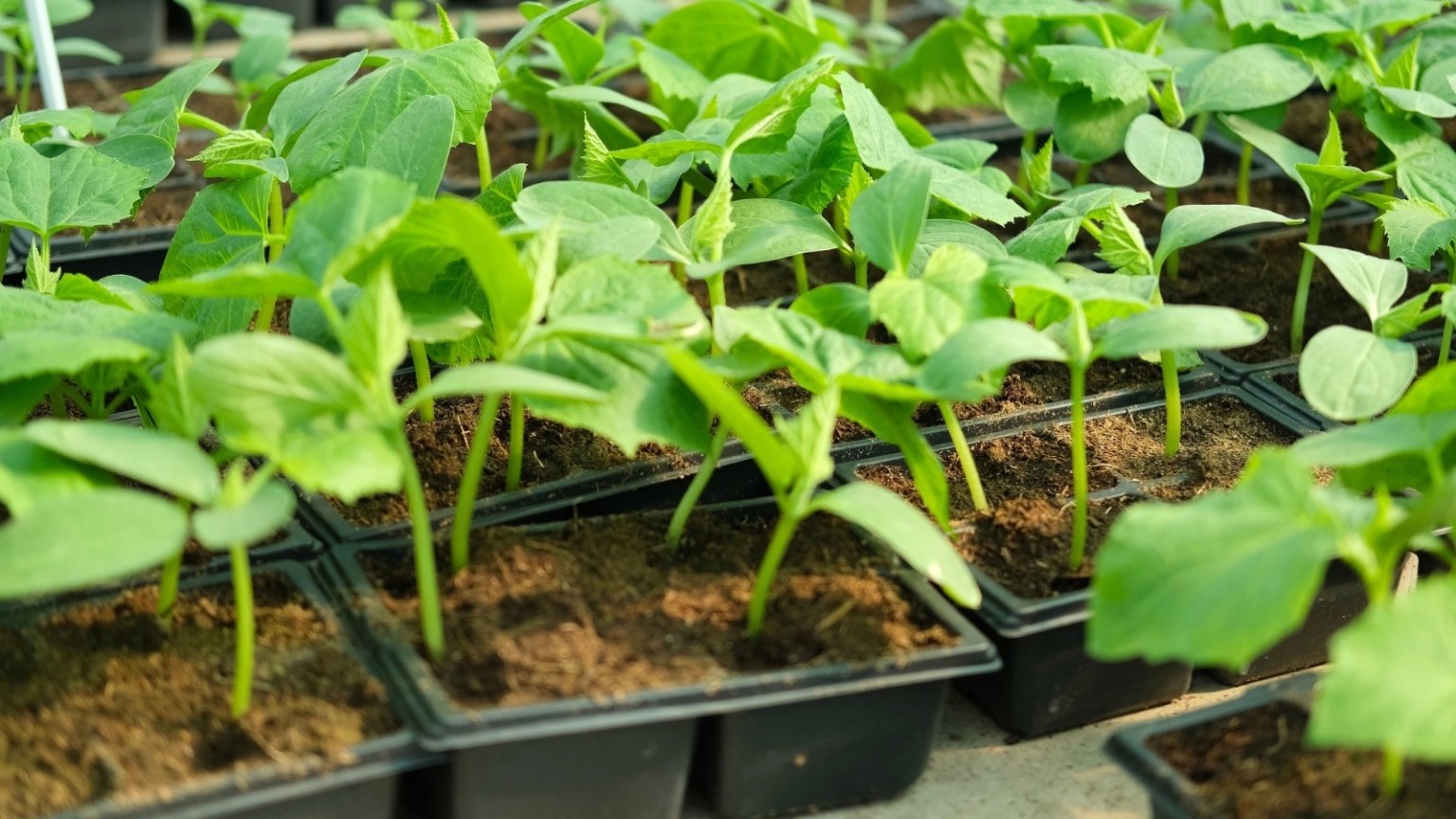5 Signs It's Time to Repot Your Seedlings