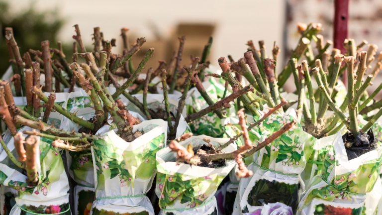 When and How to Soak Bare Root Roses