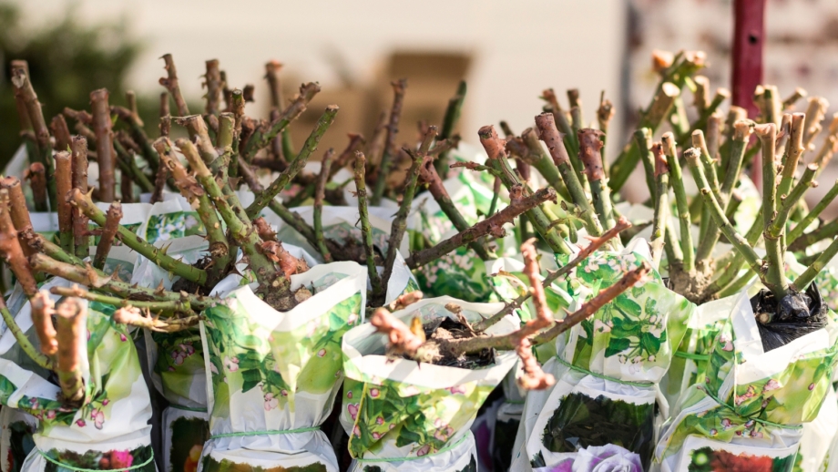 When and How to Soak Bare Root Roses