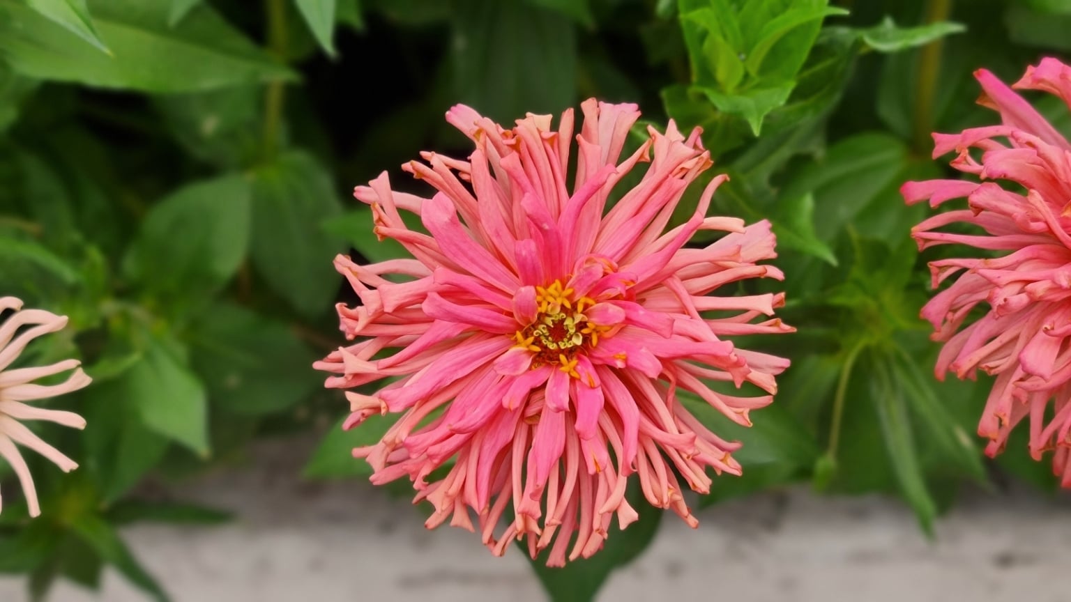 15 Rare and Unusual Plants to Start from Seed in February