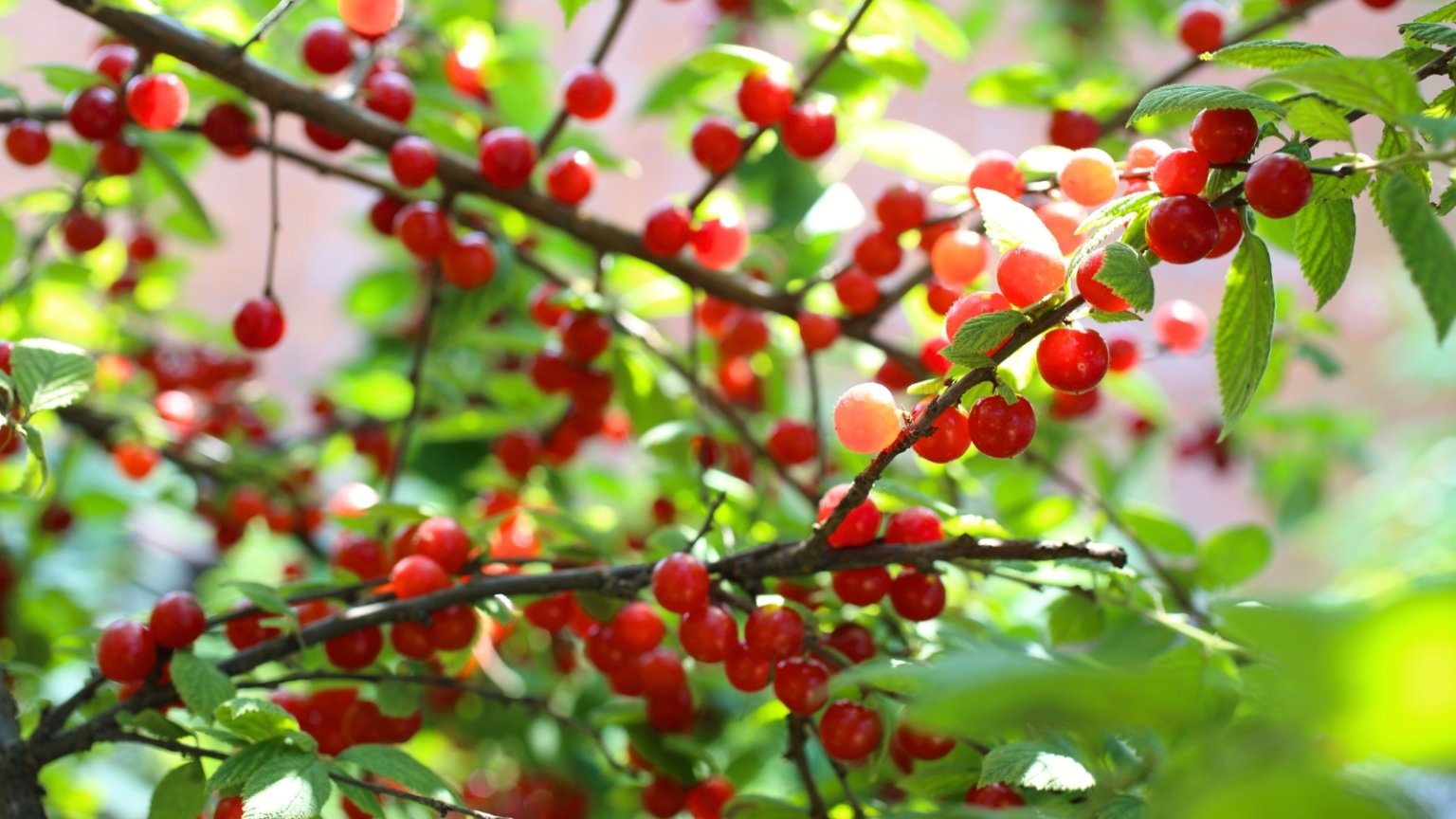 How to Plant, Grow, and Care for Nanking Cherry Bushes