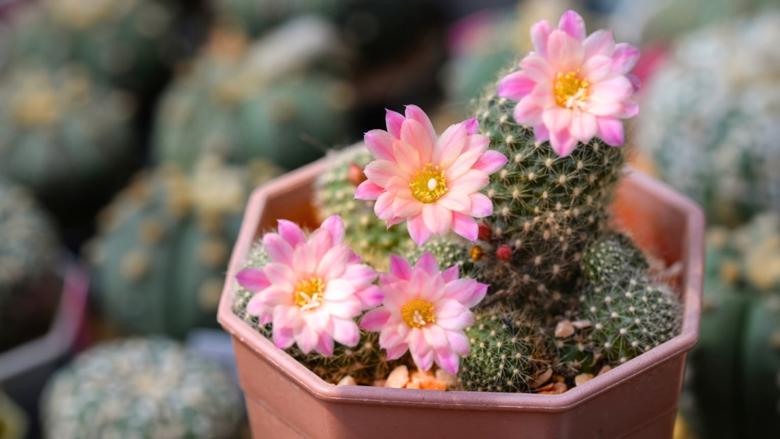 13 Cactus Plants With Pink Flowers