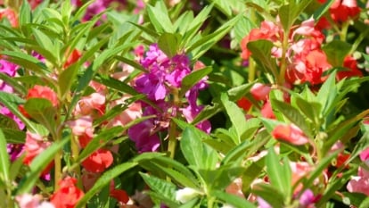 How to Plant, Grow, and Care for Garden Balsam