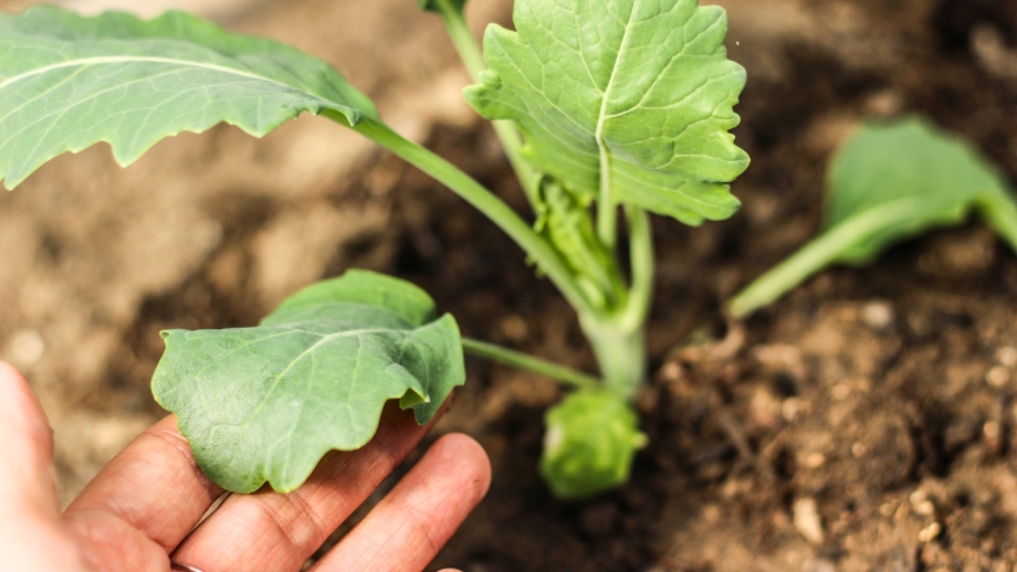 11 Underrated Crops You Should Plant In March