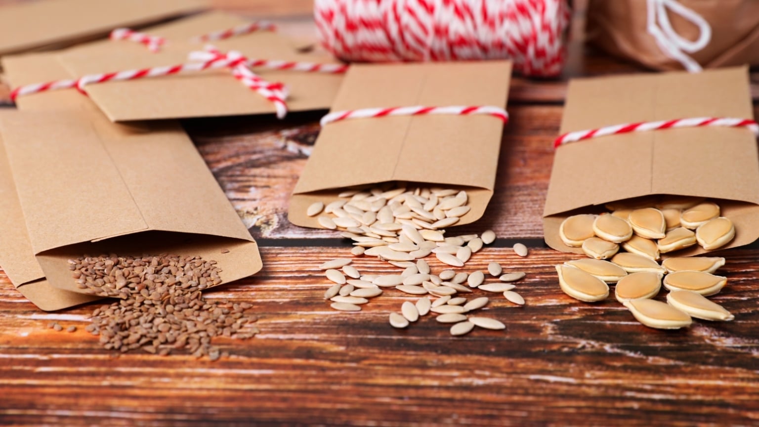 How to Find and Choose High-Quality Seeds: 13 Things to Look For
