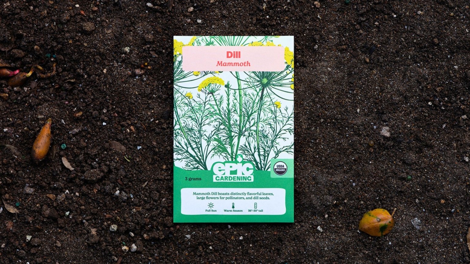 When and How to Start Dill Seeds Indoors