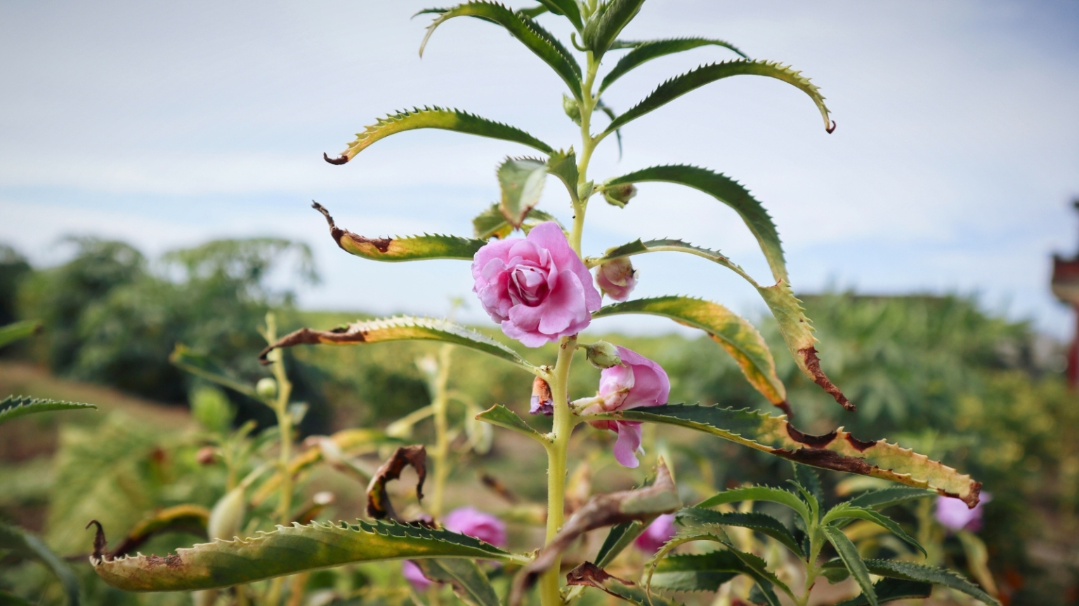 How to Plant, Grow, and Care for Garden Balsam