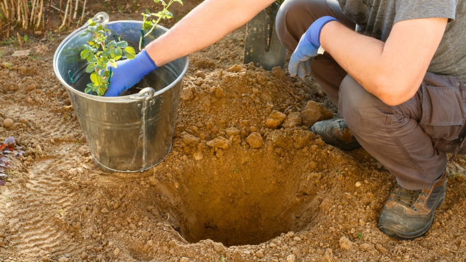 When and How to Soak Bare Root Roses