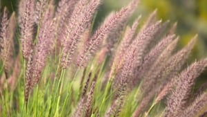 15 Evergreen Grasses for Your Landscape